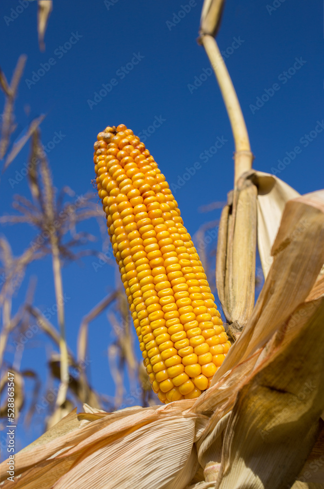 Cultivation of corn on a farm, agribusiness of grain crops. dry large ...