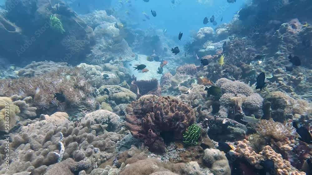 Magical underwater world scuba diving over coral reef with shoals of ...