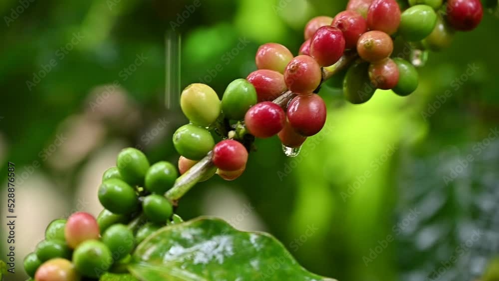 Rain drop on coffee cherry growth on branch of coffee tree in ...