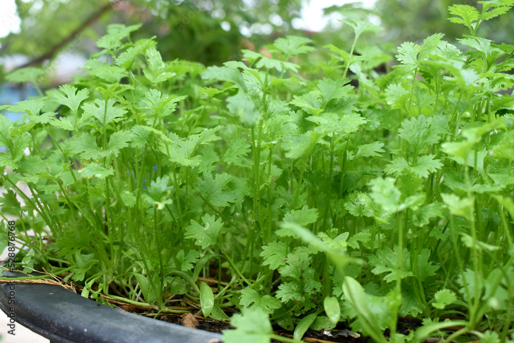 Beautiful young and green coriander plants with a natural blurred background. Growth organic ...