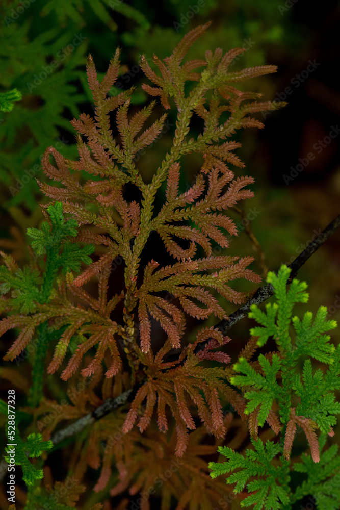 Selaginella Stem