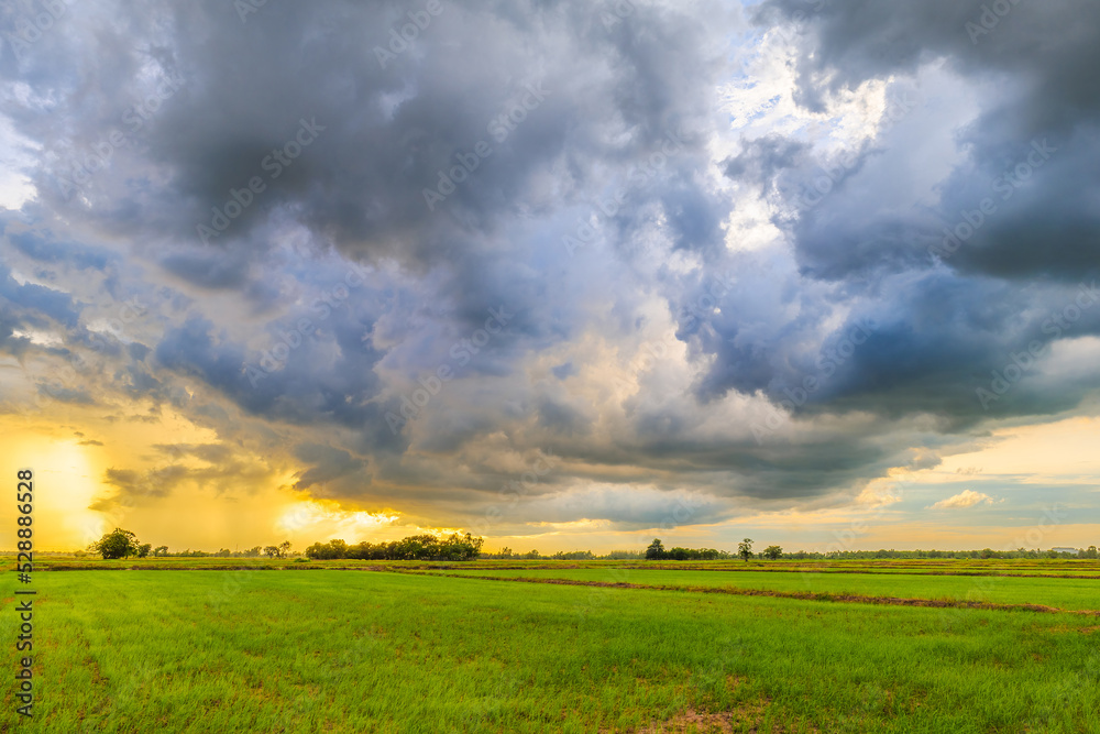 Big rain clouds over the rice field at the sunset, rain falling at the ...