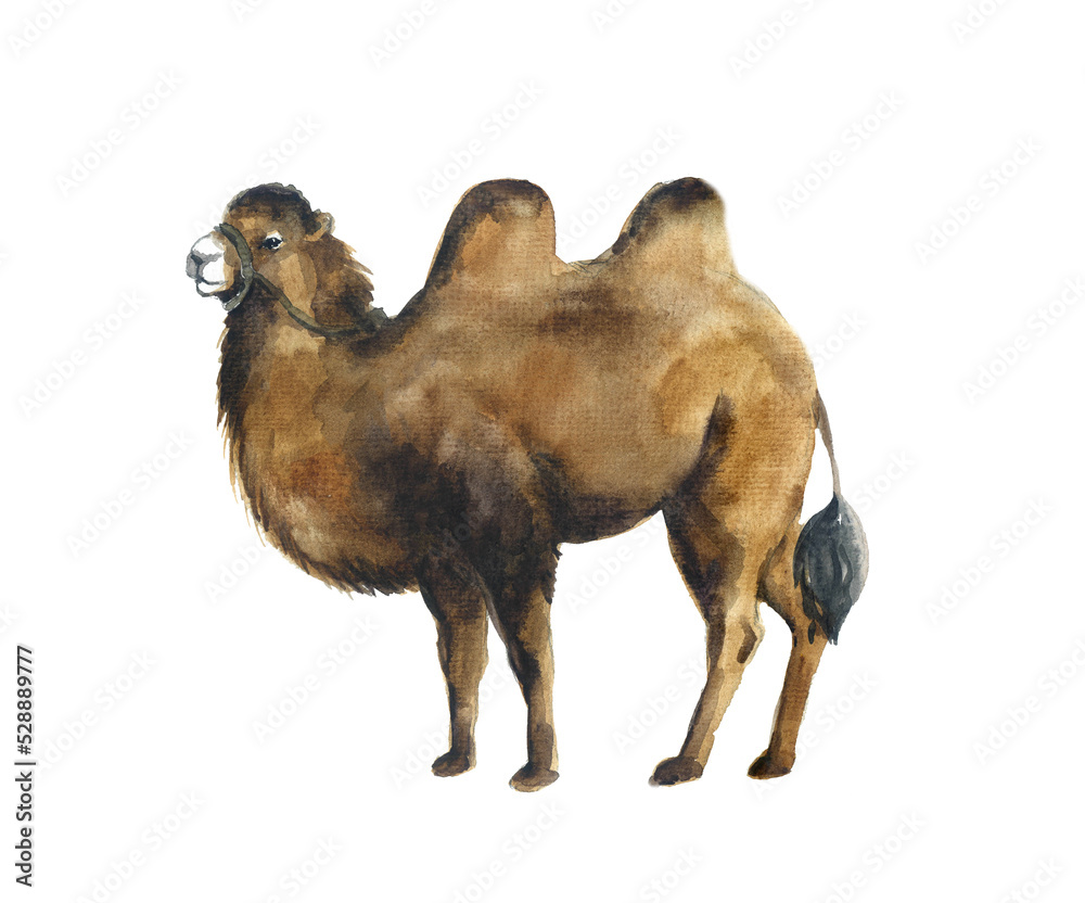 Watercolor camel. hand painted logo watercolor painting. baby animal ...
