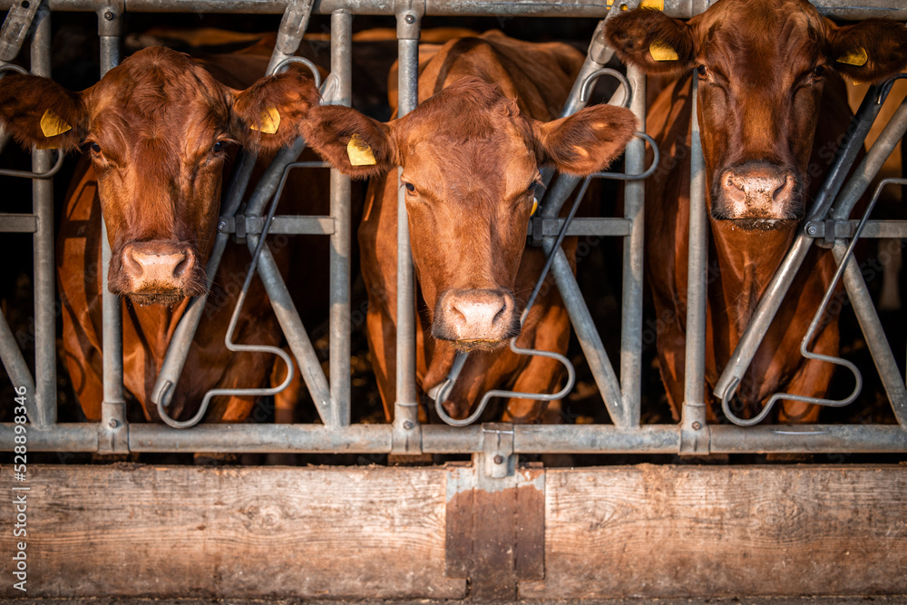 Front view of cows domestic animals pointing out their heads through ...
