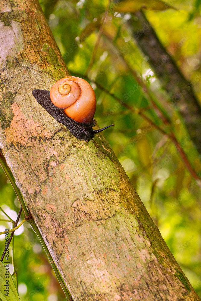 Giant Tree Snail, Acavus phoenix, Sinharaja National Park Rain Forest ...