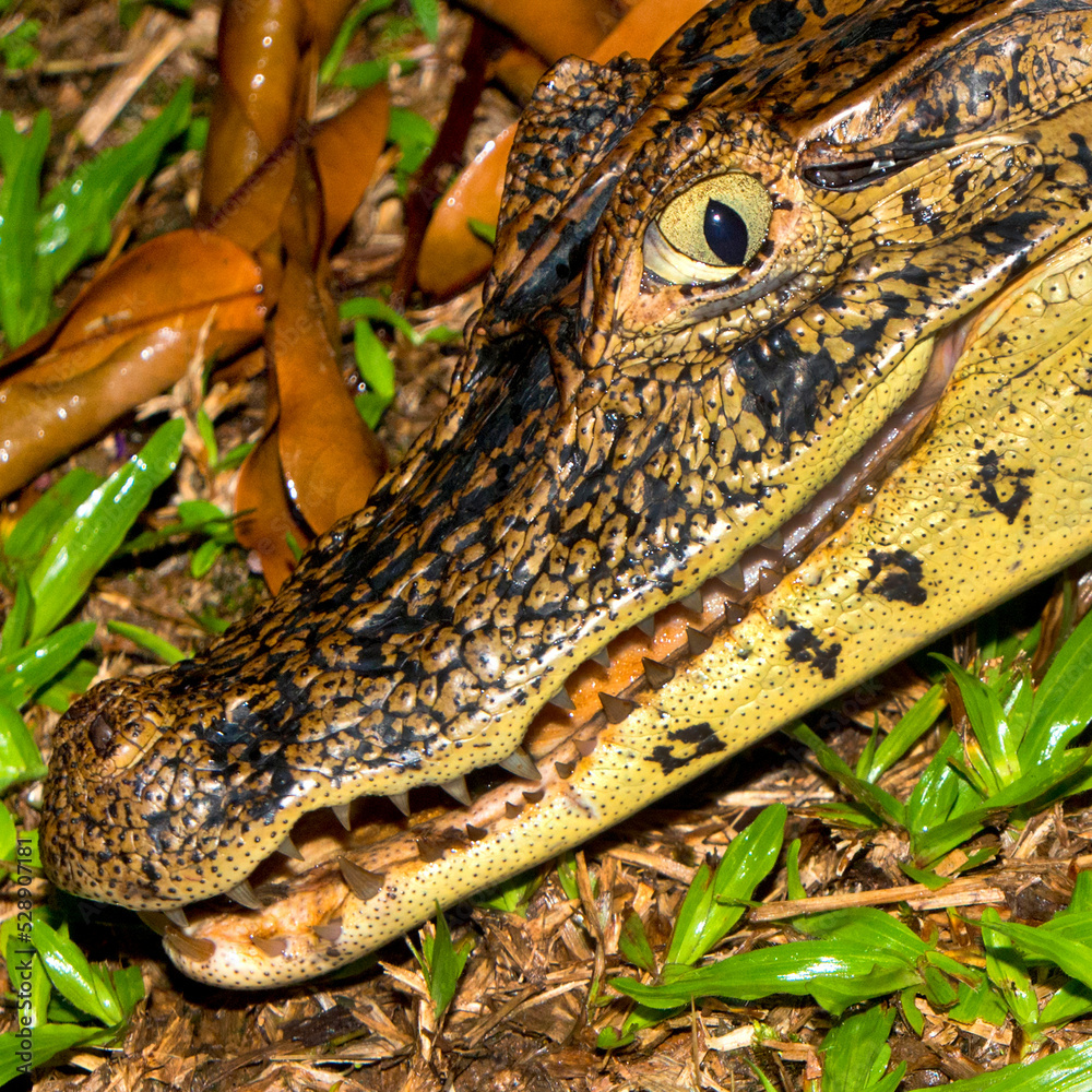 Spectacled Caiman, White Caiman, Common Caiman, Caiman crocodilus ...