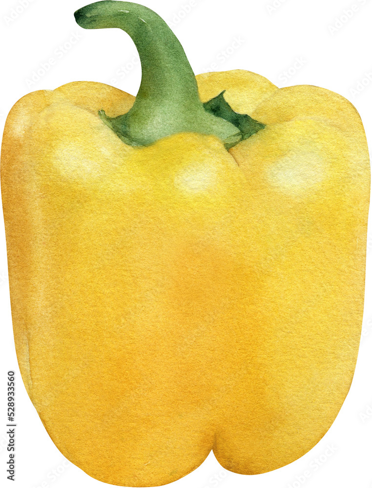 Hand-drawn watercolor yellow sweet bell pepper illustration isolated on ...
