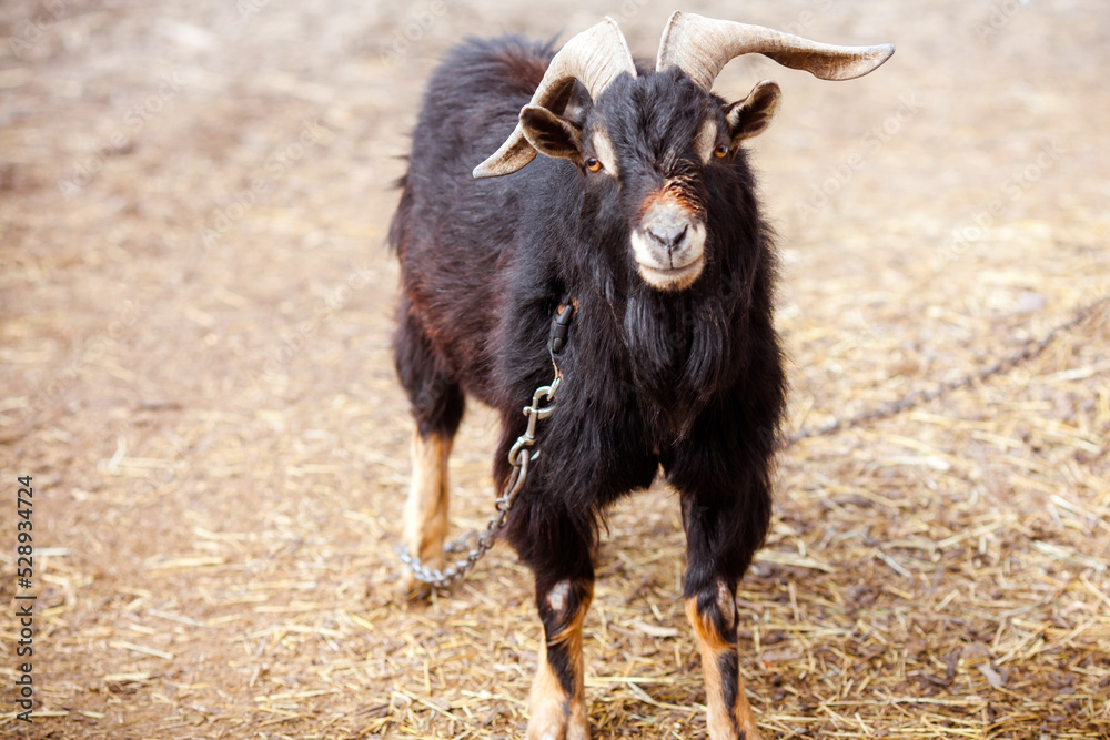 Goat on the farm. Beautiful black goat on a chain Stock Photo | Adobe Stock