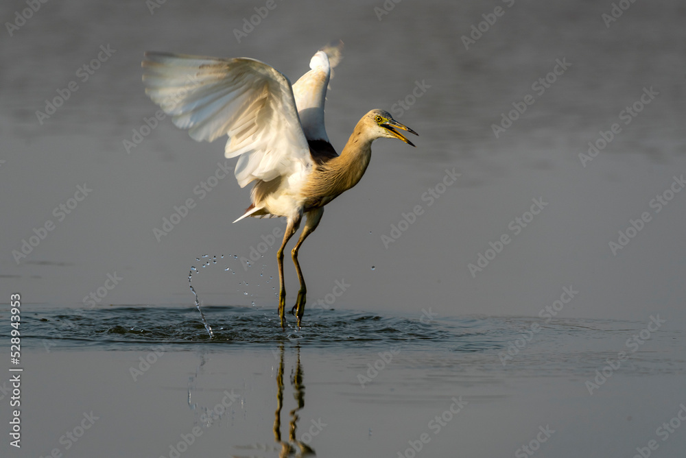 bird with fish, indian pond heron with preyed fish, bird fishing in the ...