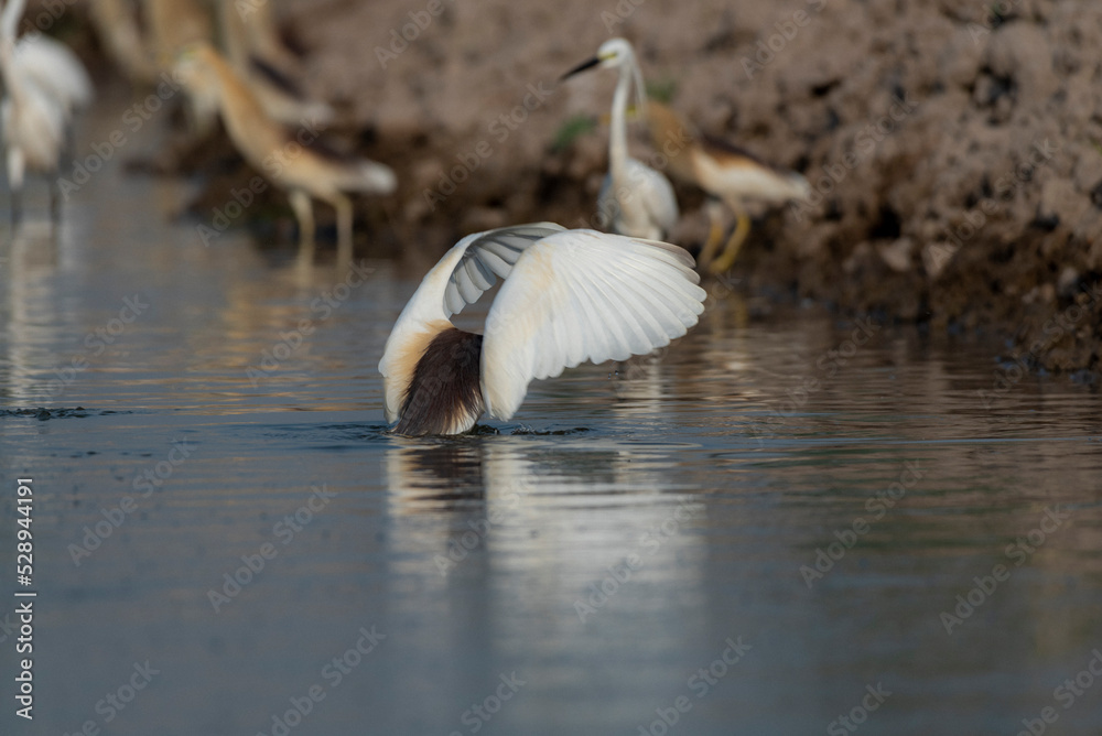 bird with fish, indian pond heron with preyed fish, bird fishing in the ...