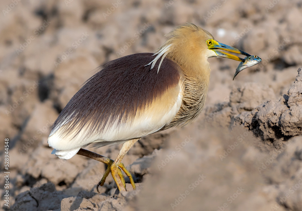 bird with fish, indian pond heron with preyed fish, bird fishing in the ...