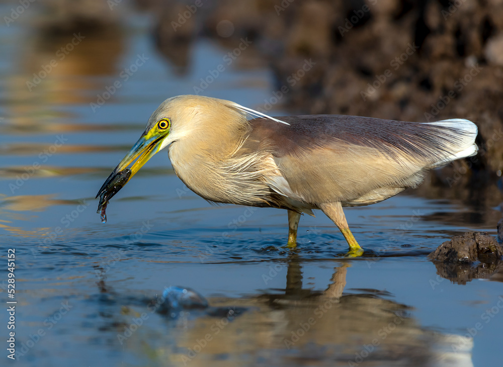 bird with fish, indian pond heron with preyed fish, bird fishing in the ...