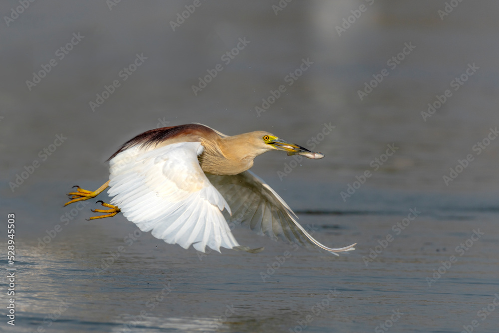 bird with fish, indian pond heron with preyed fish, bird fishing in the ...