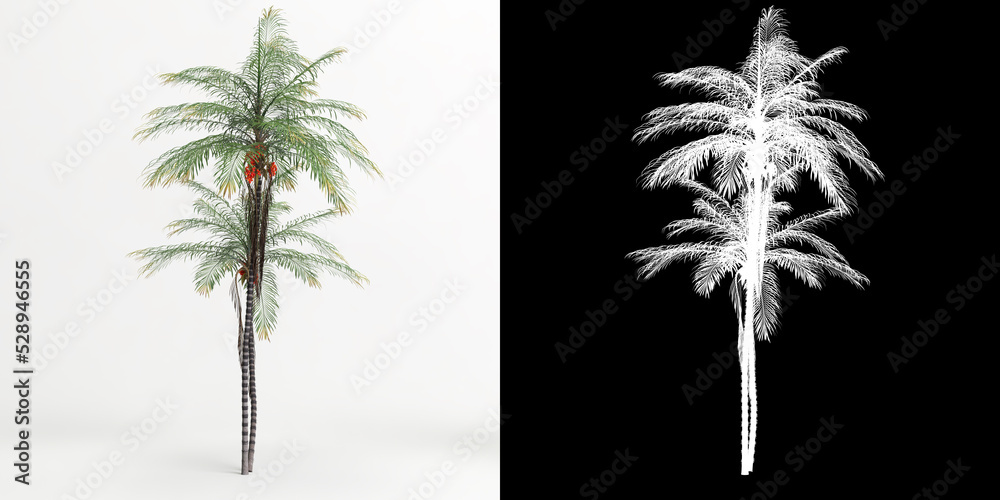 3d illustration of Bactris gasipaes tree isolated on white and its mask ...
