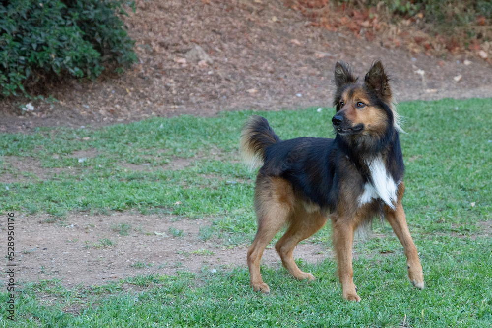 MEZCLA ENTRE HARZER FUCHS Y PASTOR ALEMAN JUGANDO EN EL PARQUE. Stock ...