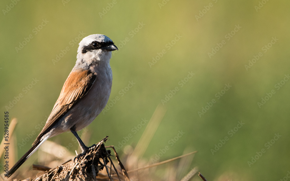 ptak Stock Photo | Adobe Stock