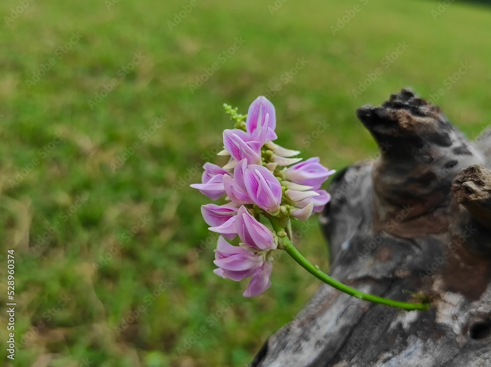 Rati Ratti Gunja Gunchi Chirmati Abrus Precatorius Abrus Indian ...