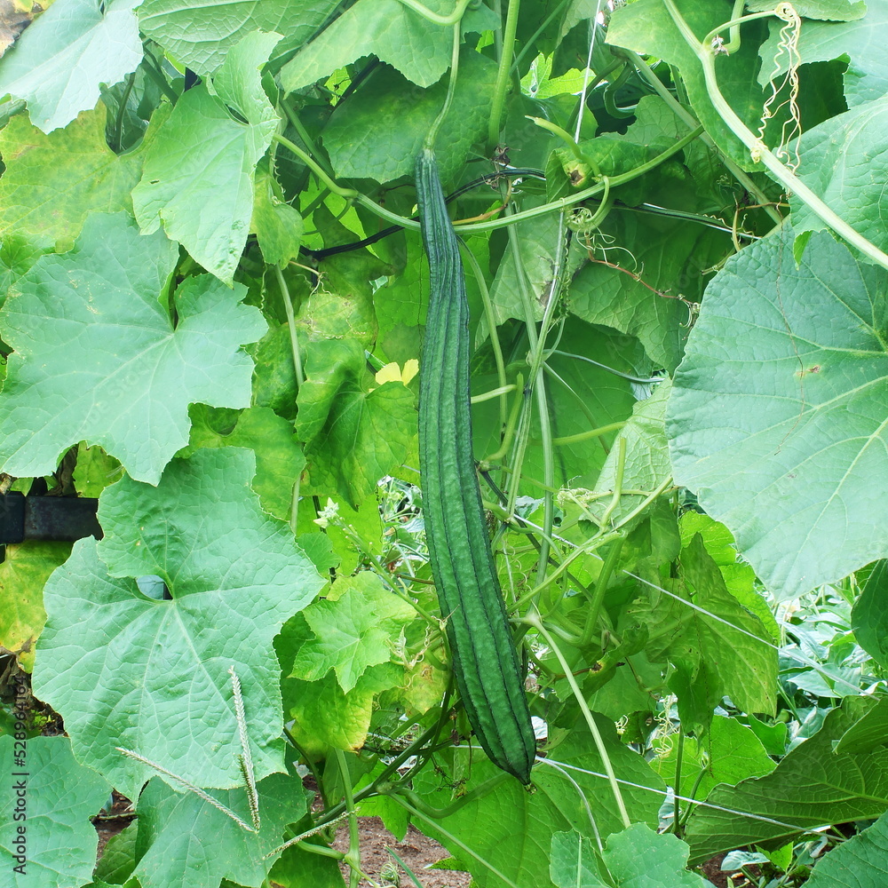 fresh redged gourds,angled gourd,snake gourd or sponge gourd also known ...