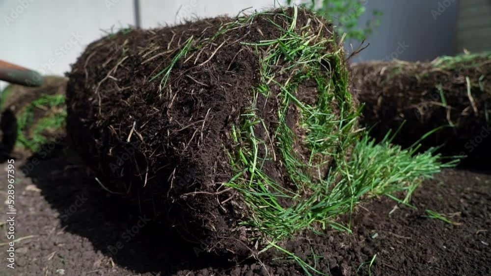 Grass turf,rolled green grass,material for landscaping territory with ...
