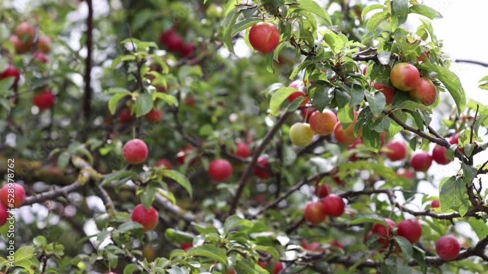 A Light Breeze Shakes A Branch Of A Tree With The Red-Yellow Fruits Of ...