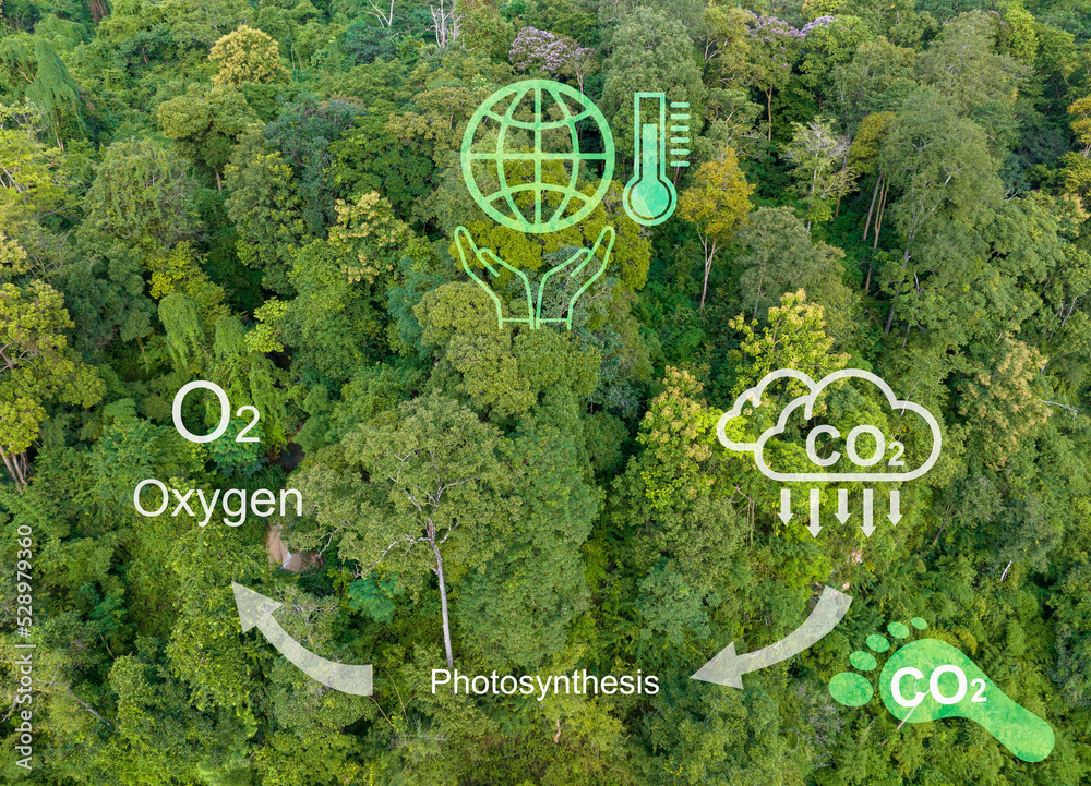Tropical forests absorbing carbon dioxide and change to Oxygen. Stock Photo | Adobe Stock