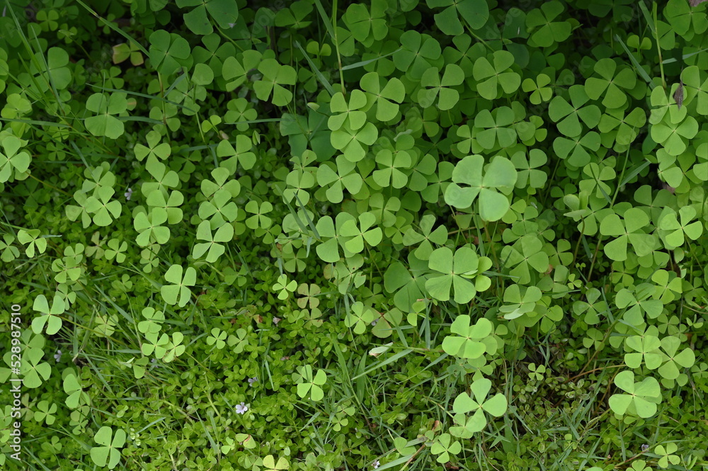 Beautiful green leaves of Water clover, Clover fern (Marsilea crenata ...