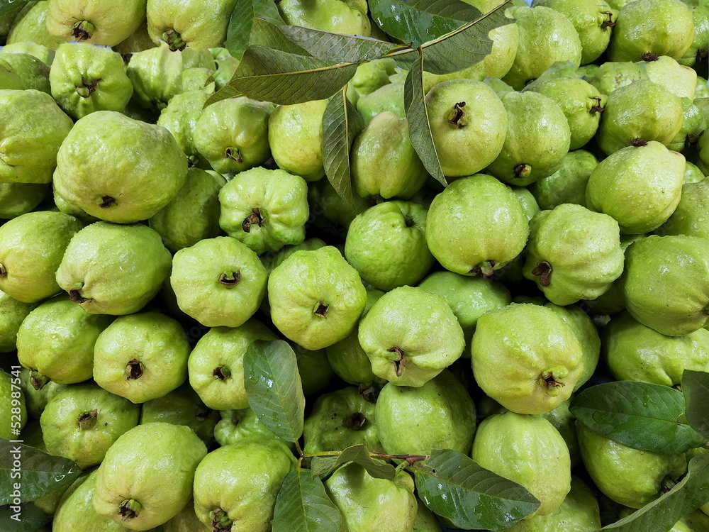 Fresh guava collected from organic farms is a fruit that is very high ...