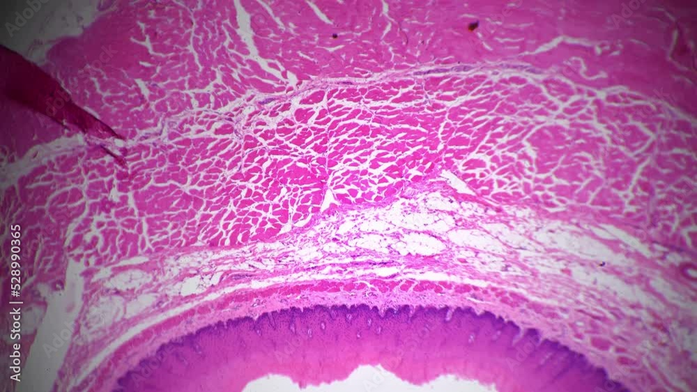 Stratified squamous epithelium in section filmed by microscope 100x ...