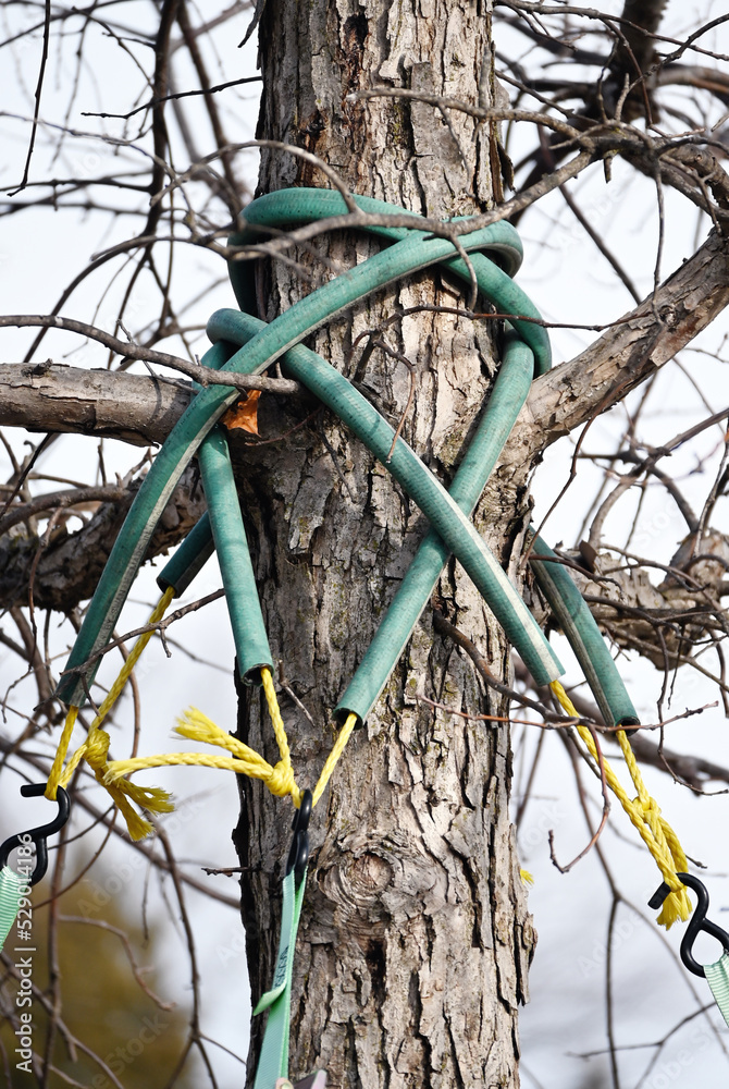 Hose Bracing Tree Stock Photo | Adobe Stock