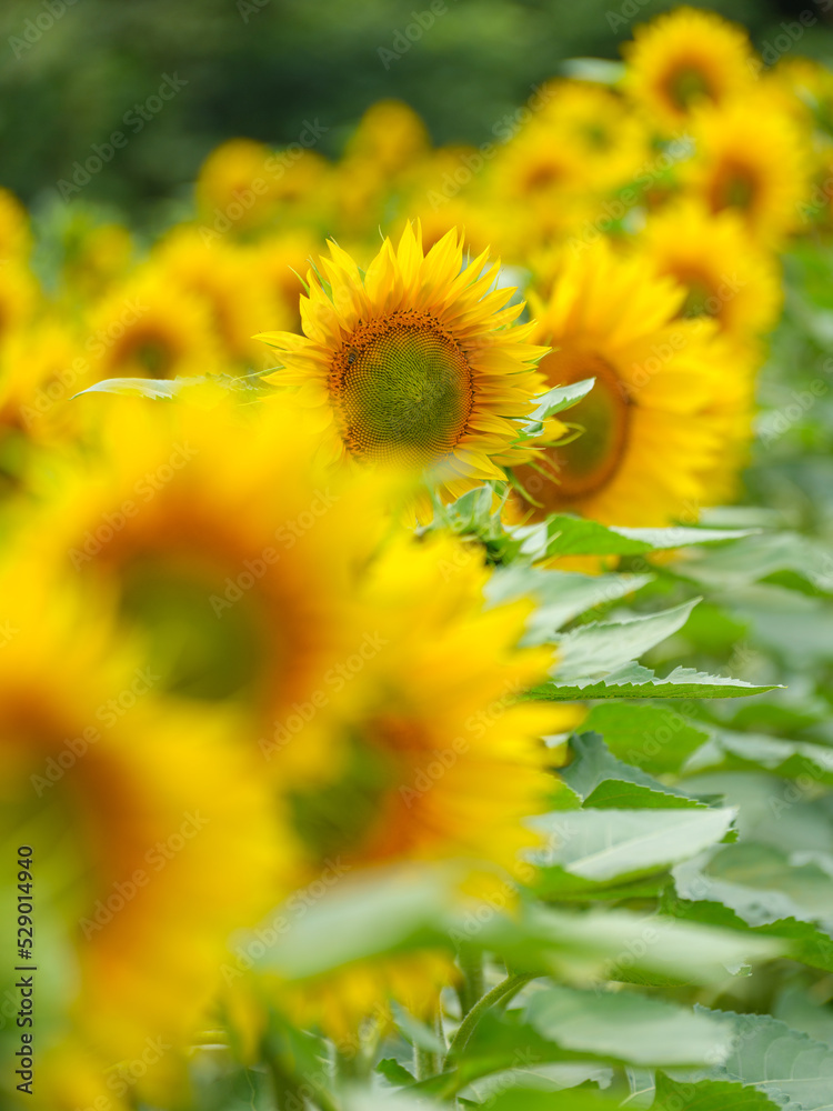 Sortir du lot Champ de tournesol avec un tournesol qui se dégage et se ...