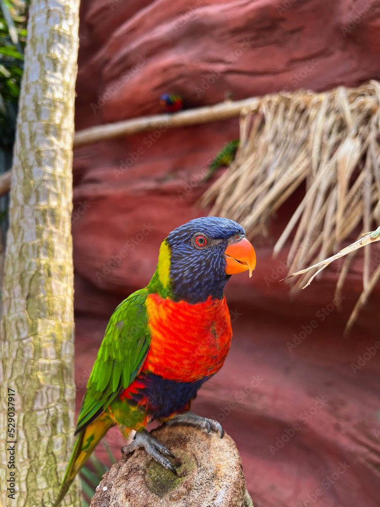 Beautiful rainbow lorikeet parrot on tropical plant outdoors Stock ...