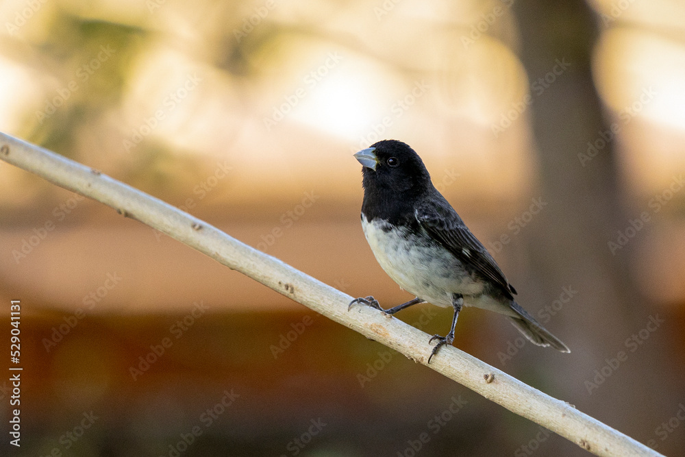 Fotografia do Stock: Male of Yellow-bellied Seedeater also know as ...