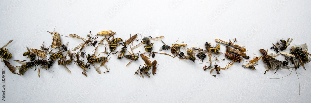 There are a lot of dry dead insects on the white isolate. They died a ...