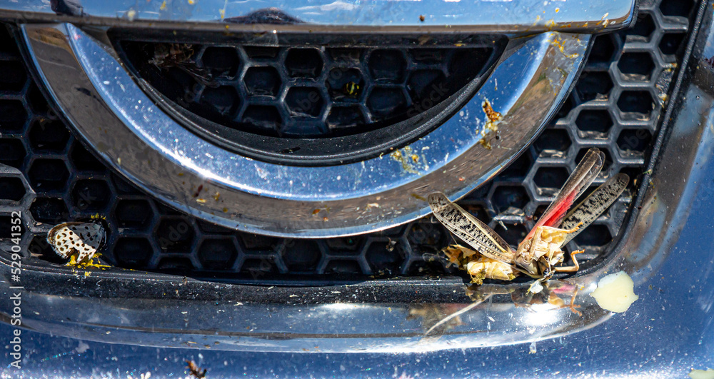 Insects on the bumper of the car. Locust plague. Dirty bumper and hood ...