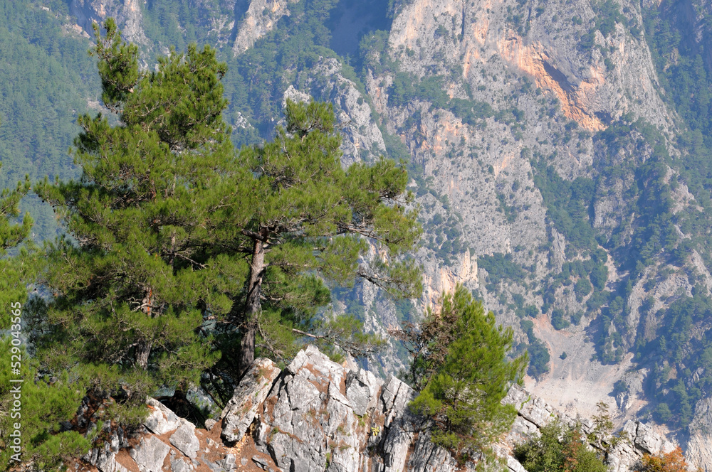 Turkish pine (Pinus brutia) trees on Duldul Mountain in Osmaniye ...