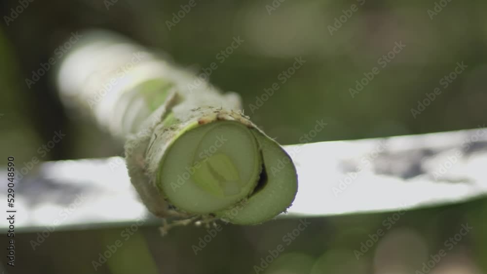 Plantação de palmito ou pupunha, palmeiras Stock Video | Adobe Stock