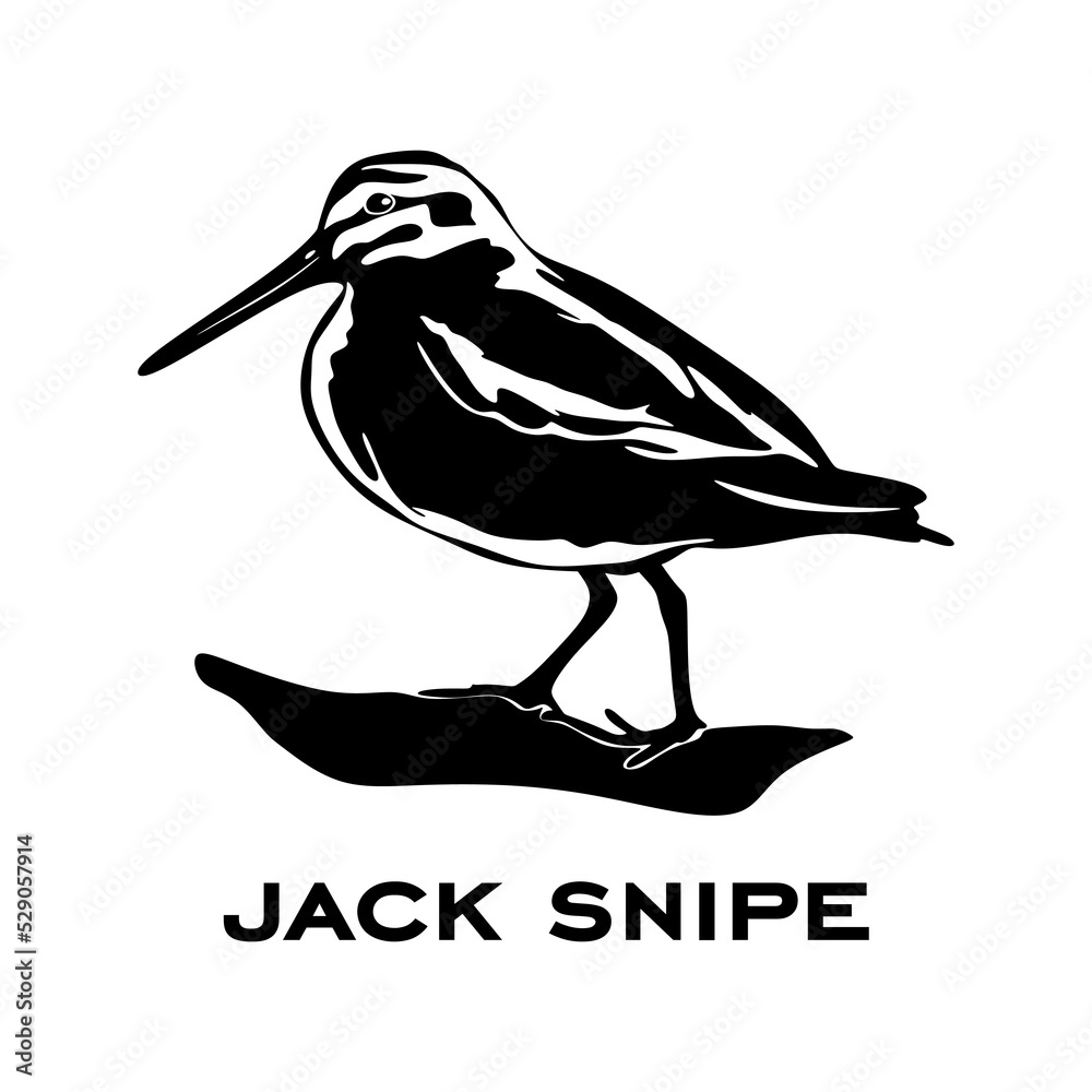 Jack snipe logo isolated on white background. Bird sign. Jack snipe ...
