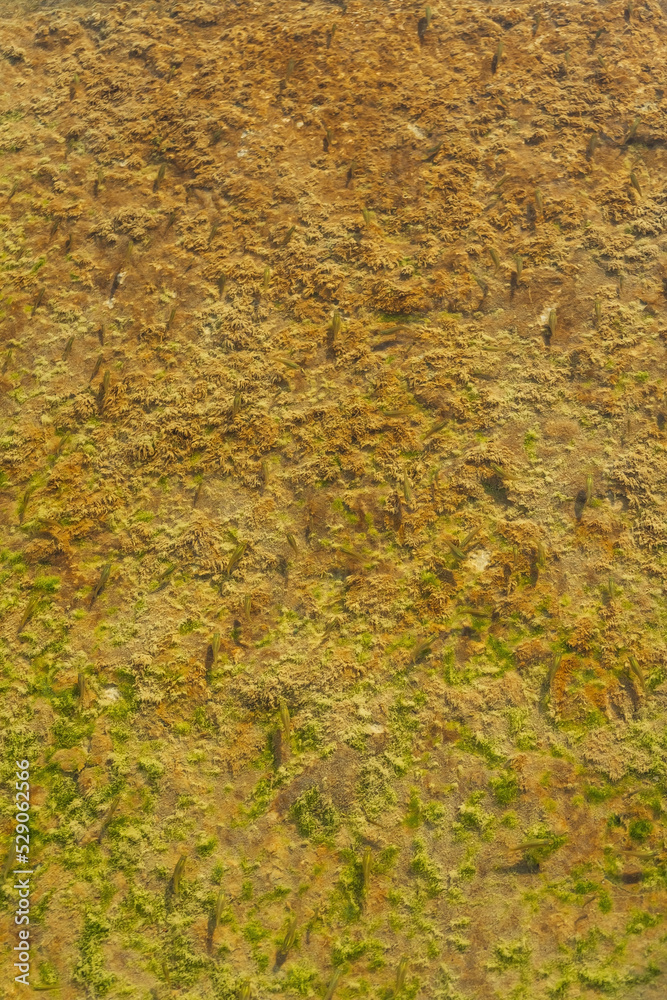 blue water in pamukkale natural pool. water oversaturated with minerals ...