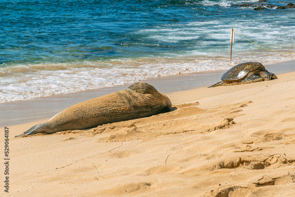 Hawaiian monk seal and green sea turtle lying together on sandy beach ...