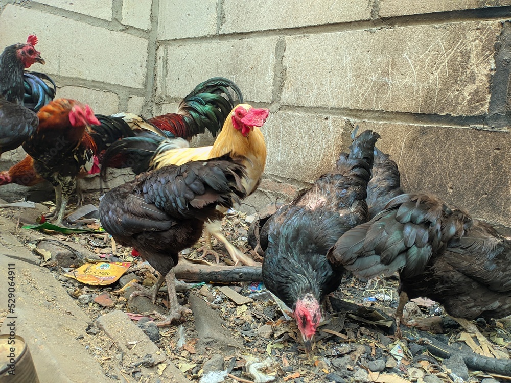 rural farming with ayam kampung or Gallus gallus domesticus, which is a ...