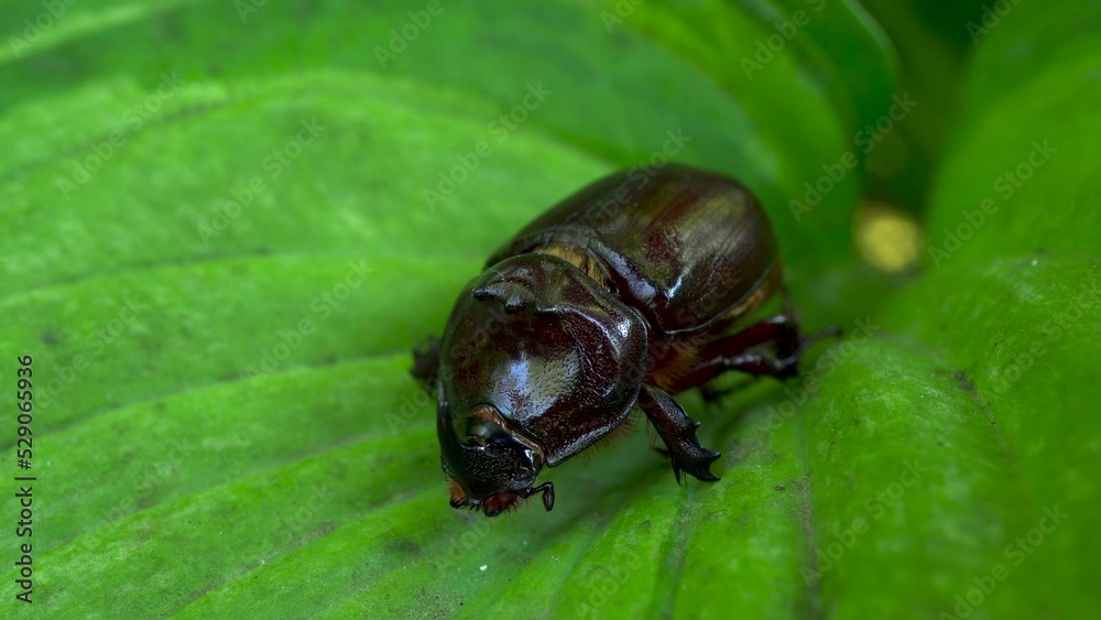 Rhinoceros beetle from the red book sits on a green leaf. The big ...