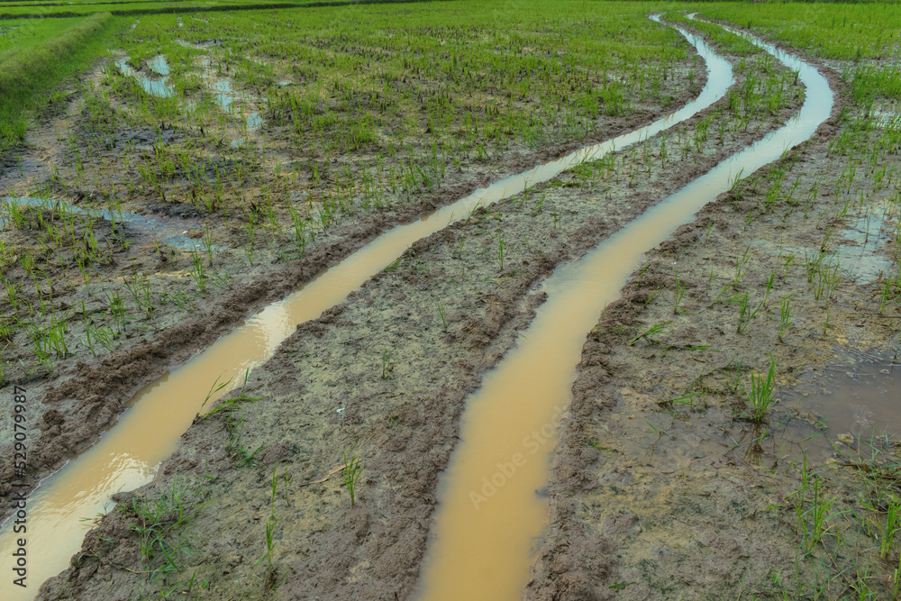 Rainwater filled on tractor tracks in the field. rainy season shot ...