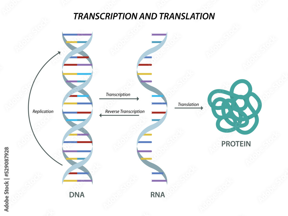 Poster Scientific biological model DNA and RNA transcription and ...