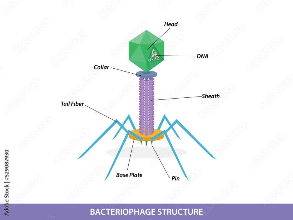 Structure of typical bacteriophage virus Stock Vector | Adobe Stock