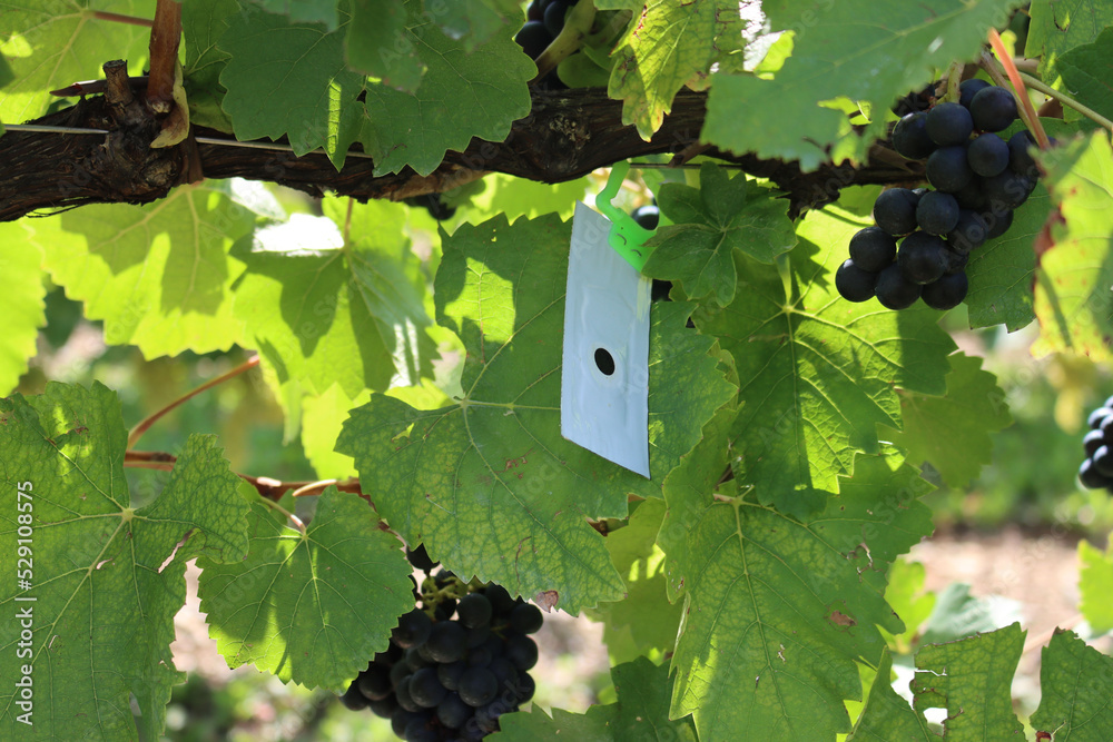 White plastic capsule with Pheromone confusion dispenser in the ...