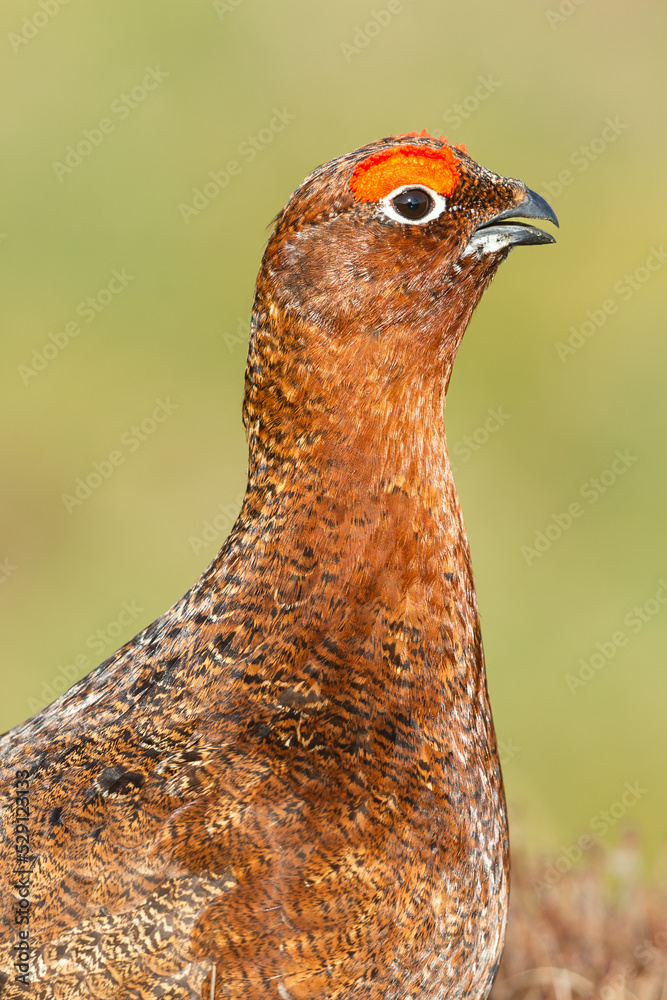 Portrait head and shoulders of a Red Grouse male displaying his vivid ...