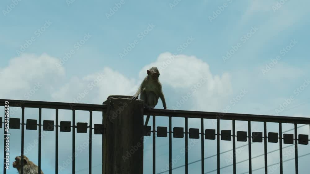 4K Cinematic slow motion wildlife nature footage of macaque monkeys ...