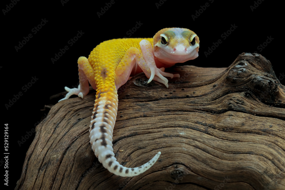 Leopard gecko lizard on wood with black background, full body reptile ...