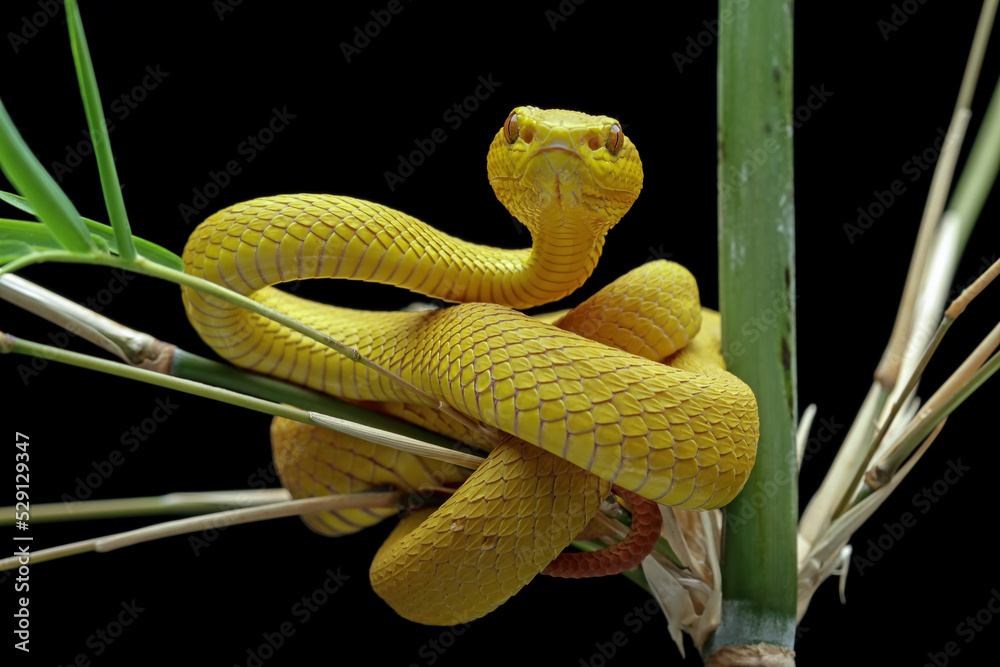 Bamboo twigs are also where this venomous snake is, venomous pit viper ...