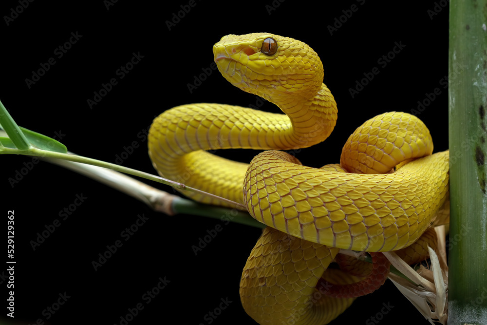 Bamboo twigs are also where this venomous snake is, venomous pit viper ...